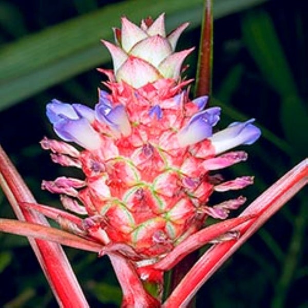 Pink Pineapple Plant - Etsy