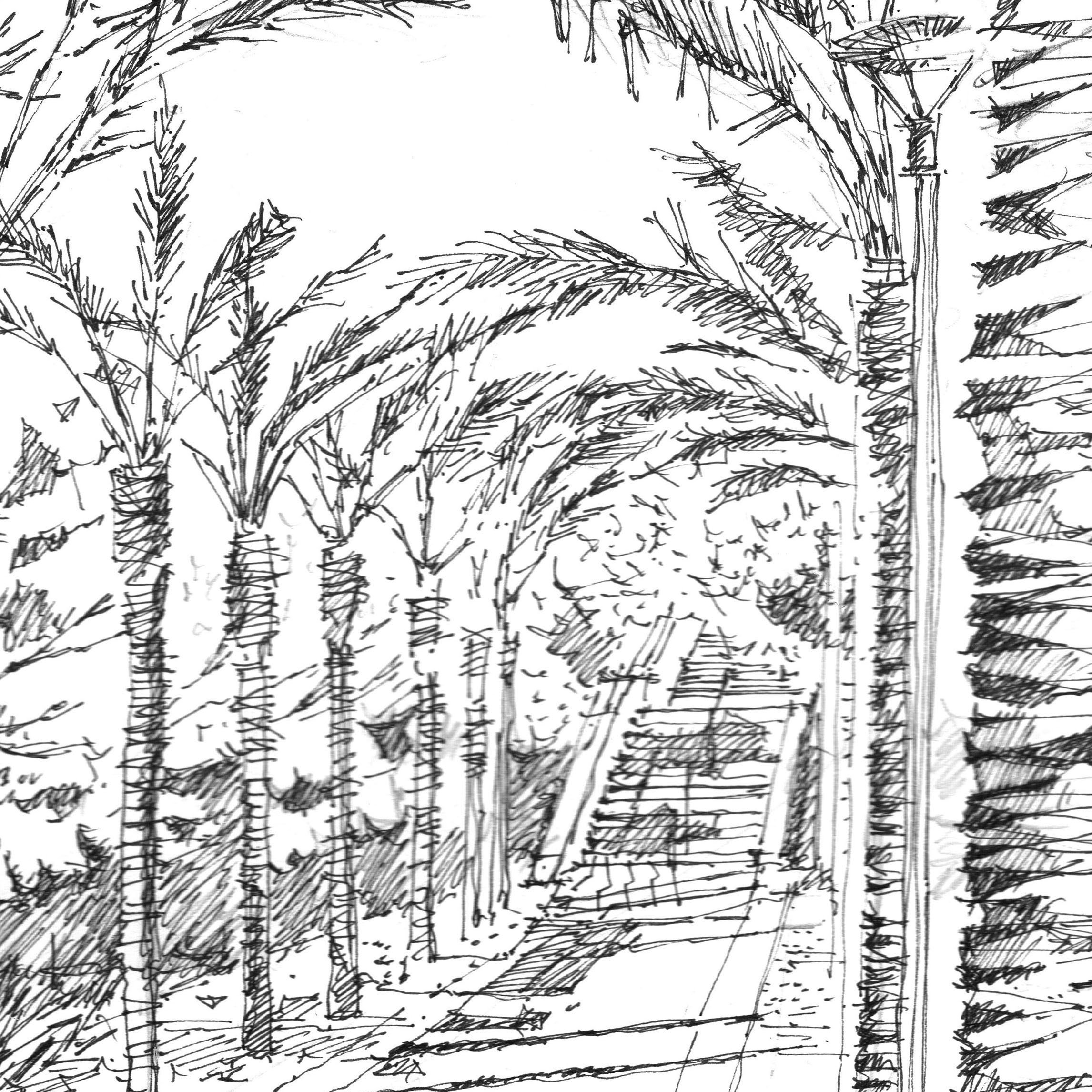 ASU Graduation Gift SALE, Palm Walk at Arizona State University Drawing ...