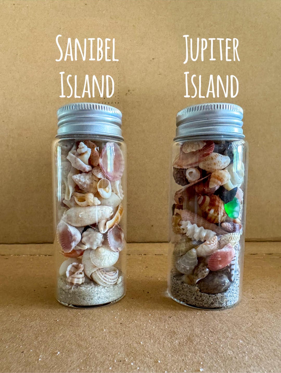 Mystery Scoop of Mini Sea Shells From Either Sanibel Island or Jupiter ...