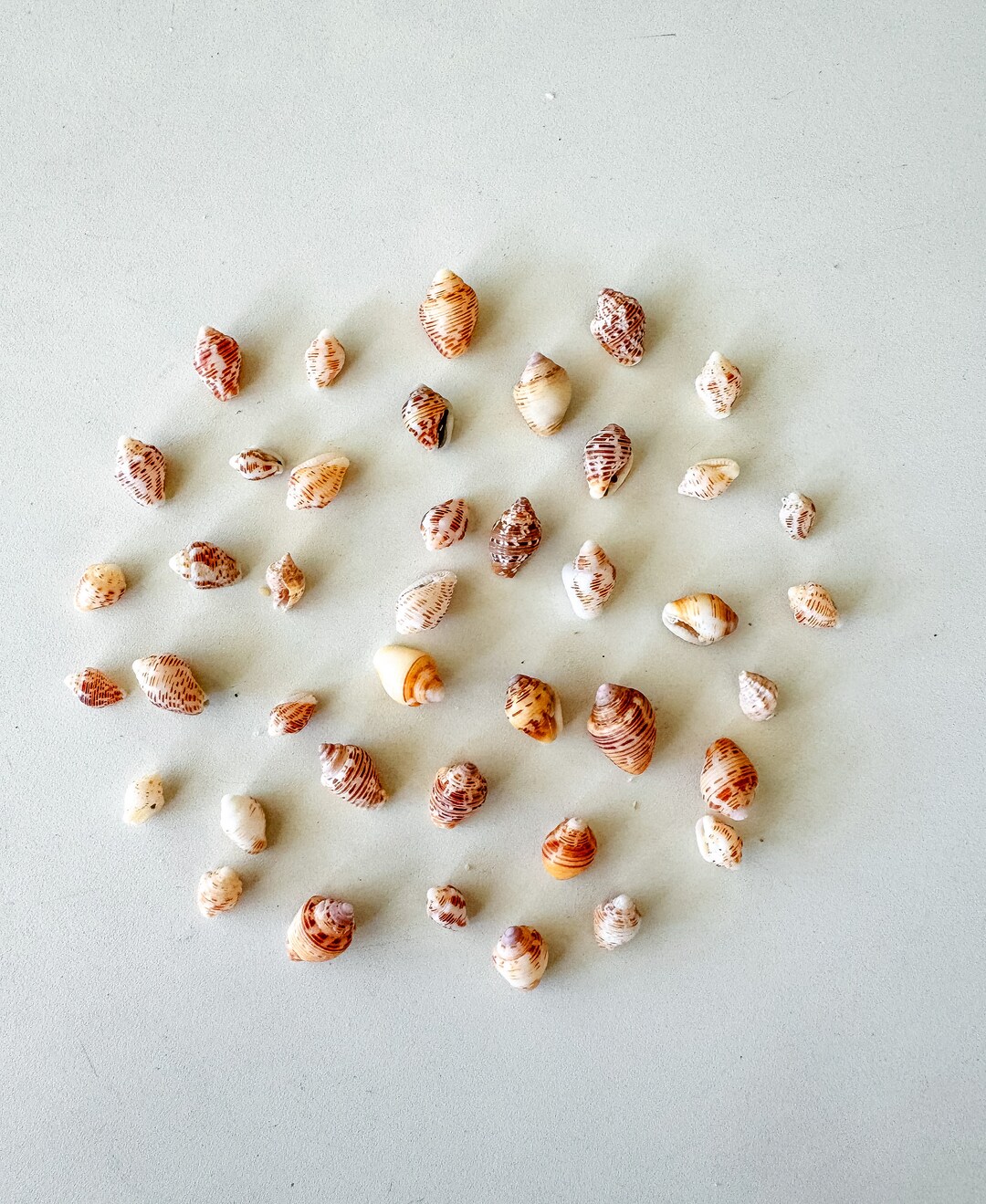 40 Nassa Shells - Etsy