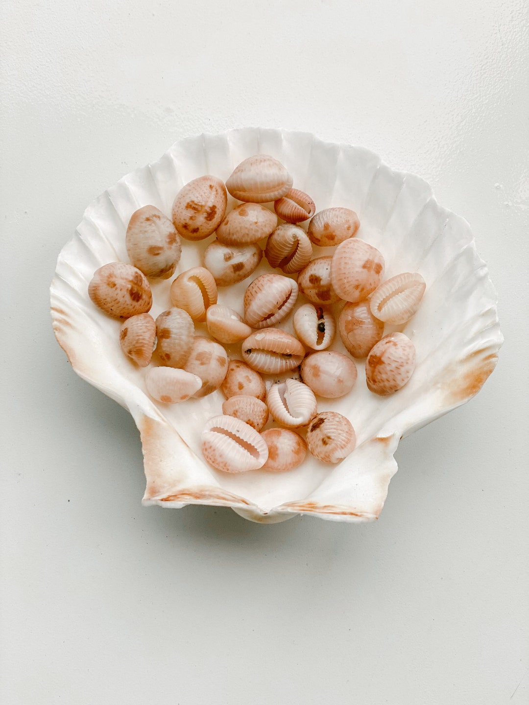 30 Coffee Bean Trivia Cowrie Shells - Etsy