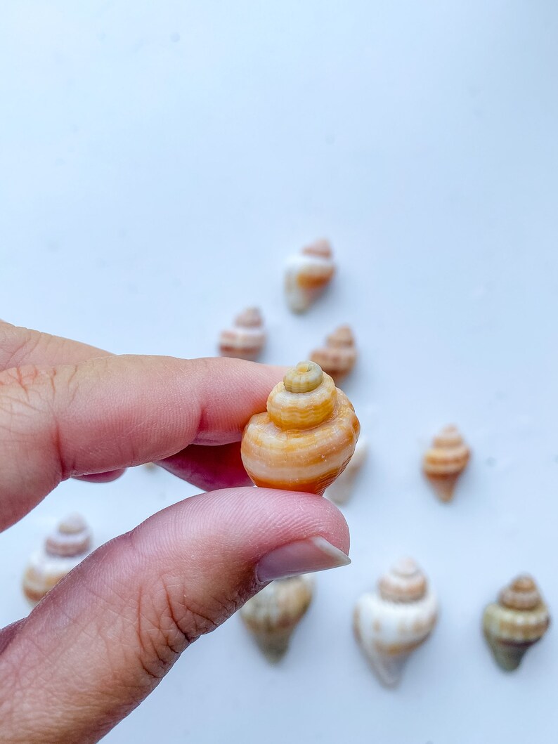 20 Juvenile King Crown Conch Shells - Etsy