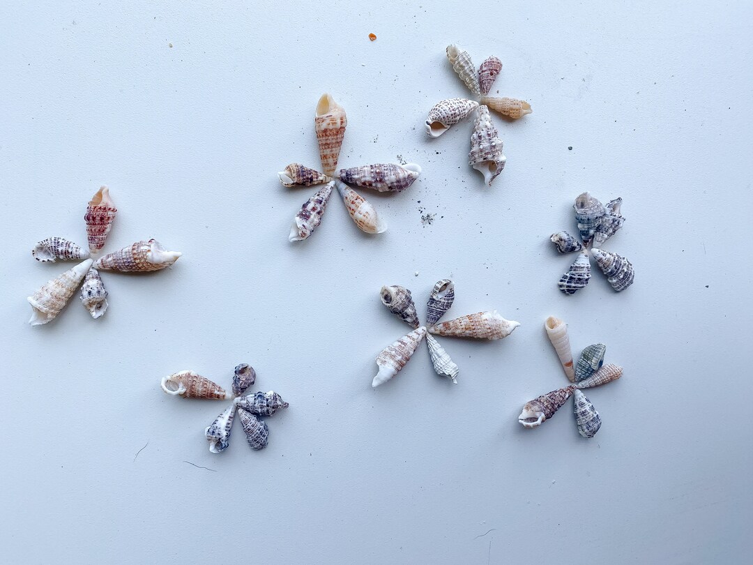 35 Small Twist Shells - Etsy