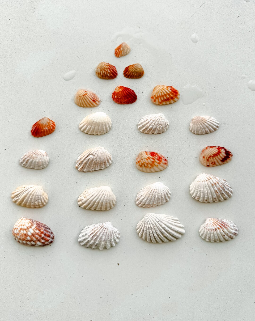 22 Broad Ribbed Cardita Shells - Etsy