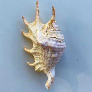 2 Spider Conch Shells - Etsy