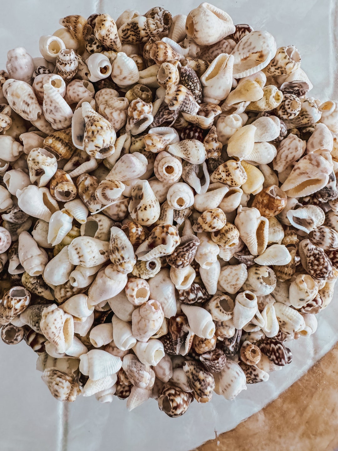 2lbs Small Dove Snail Shells - Drilled - Etsy