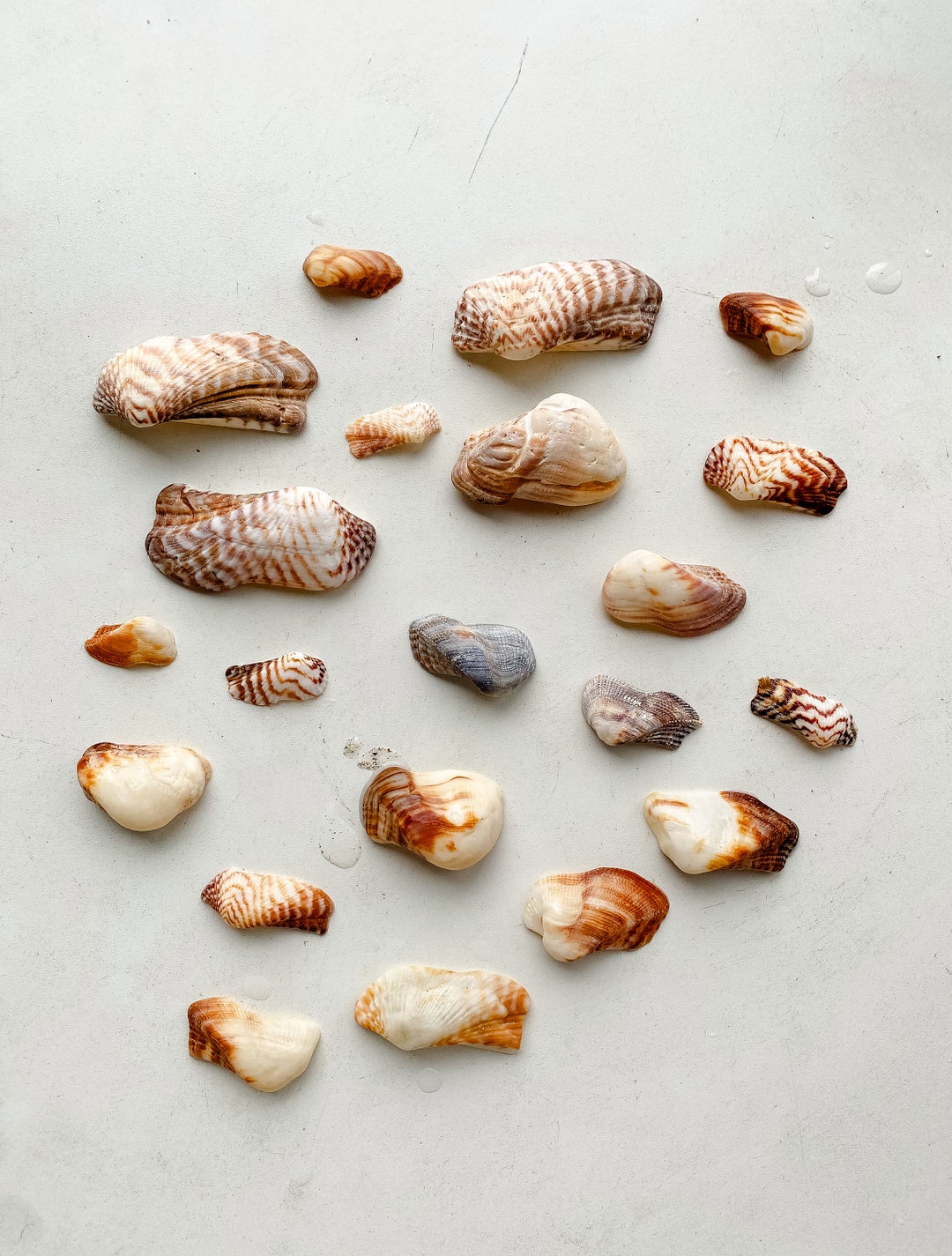 20 Turkey Wing Shells - Etsy