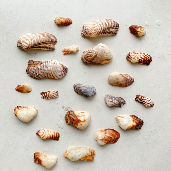 Turkey Wing Shells - Etsy