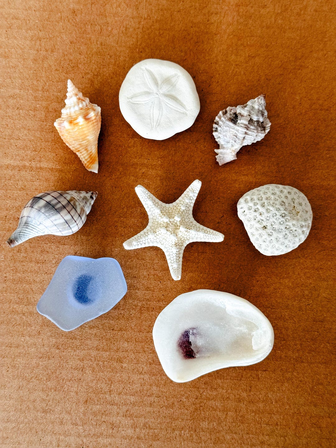 Seashell Magnet Set - Etsy