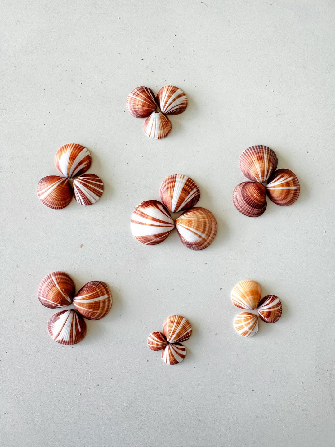 Bittersweet Clam Shells - Etsy