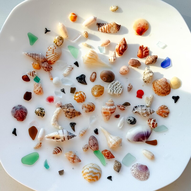 Mini Sea Shells - Etsy