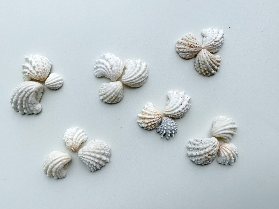 18 Spiny Jewel Box Shells - Etsy