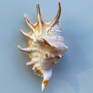 2 Spider Conch Shells - Etsy