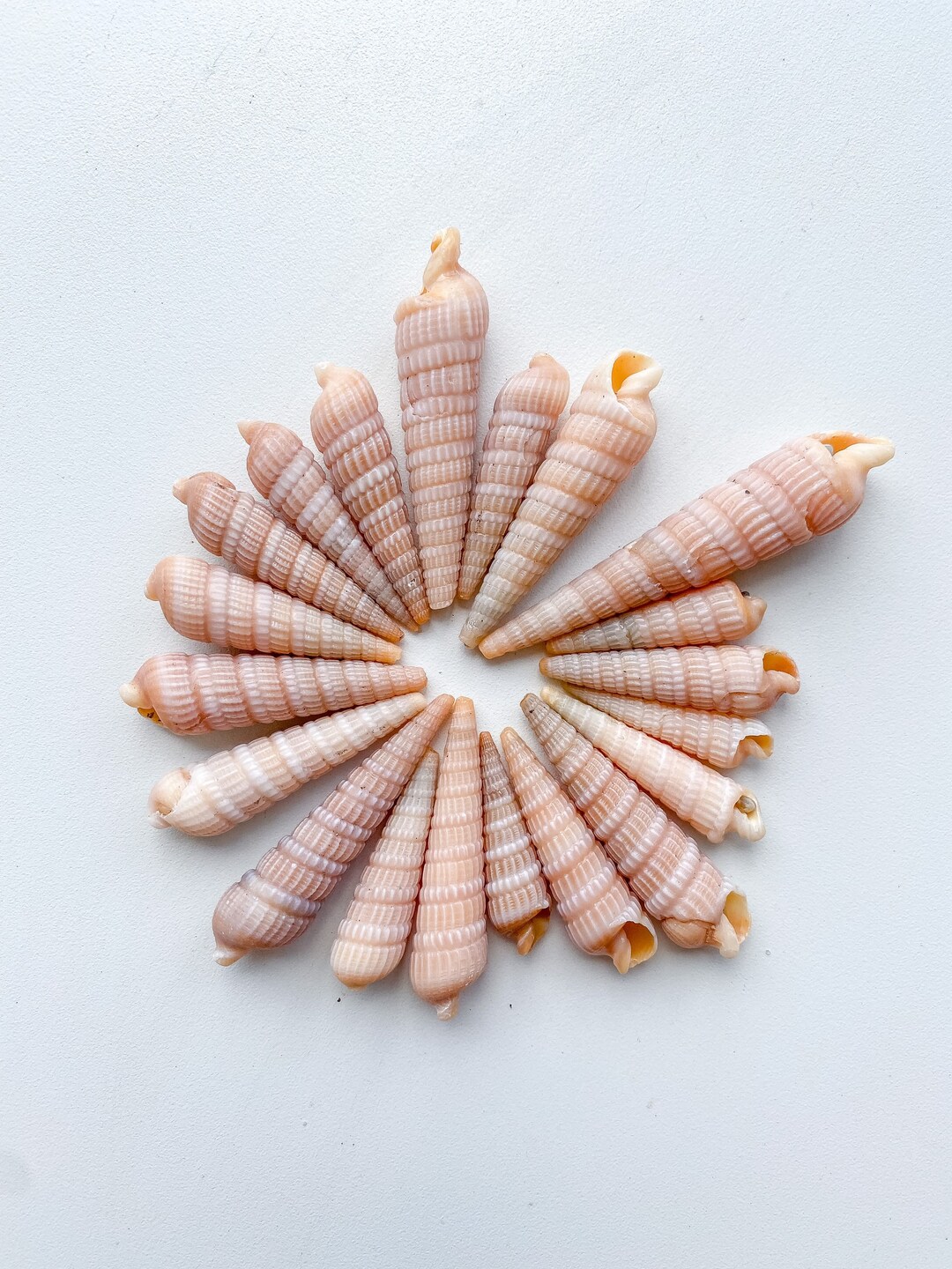 20 South Florida Auger Shells - Etsy