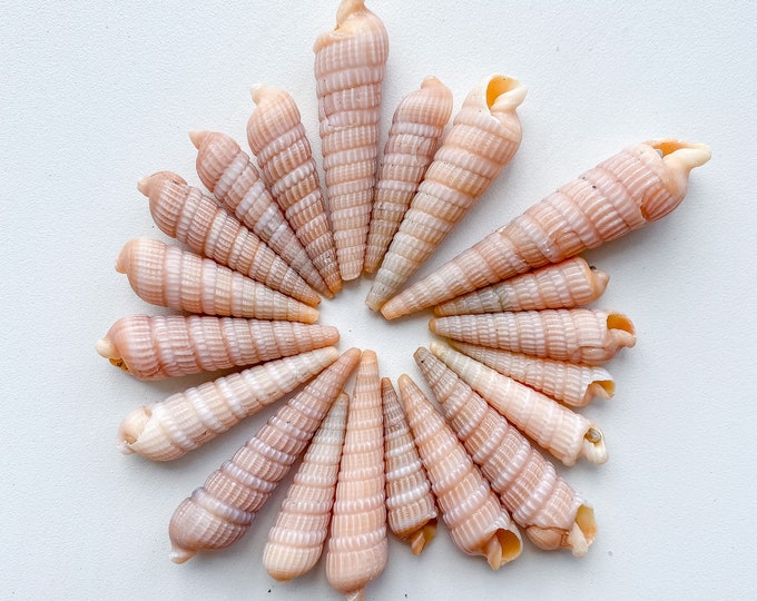 20 South Florida Auger Shells - Etsy