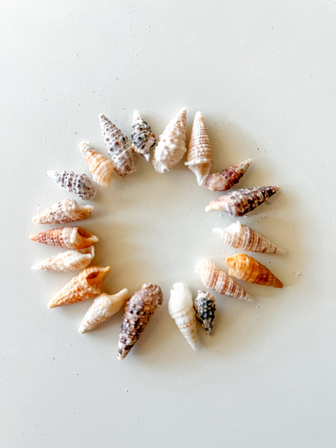 20 Cerith Shells (cerithium Nodulosum) - Etsy