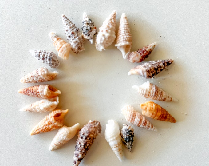 20 Cerith Shells (cerithium Nodulosum) - Etsy