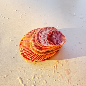 15 Florida Flat Scallop Shells - Etsy