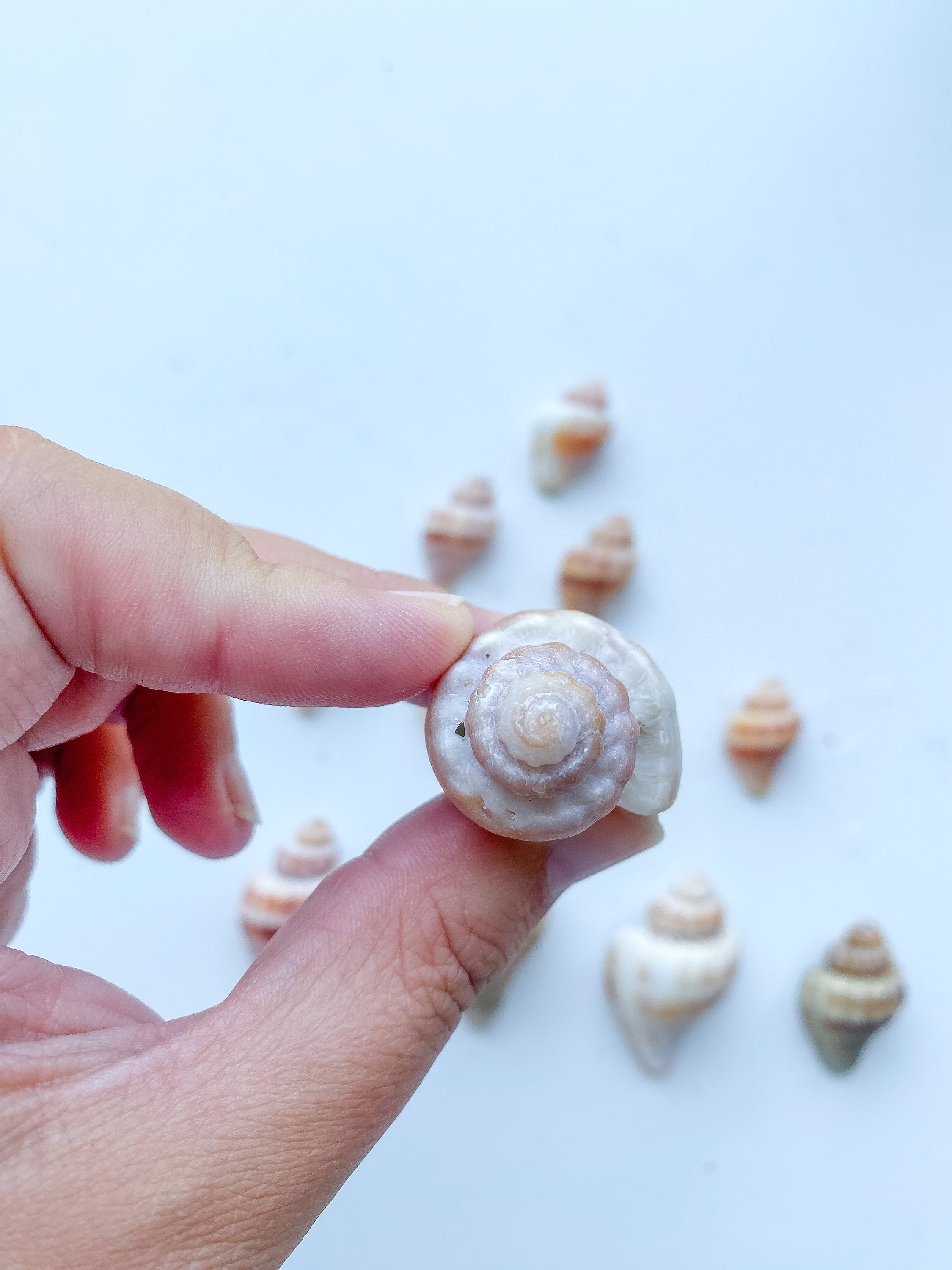 20 Juvenile King Crown Conch Shells - Etsy