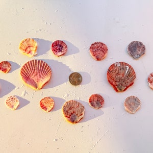 15 Florida Flat Scallop Shells - Etsy