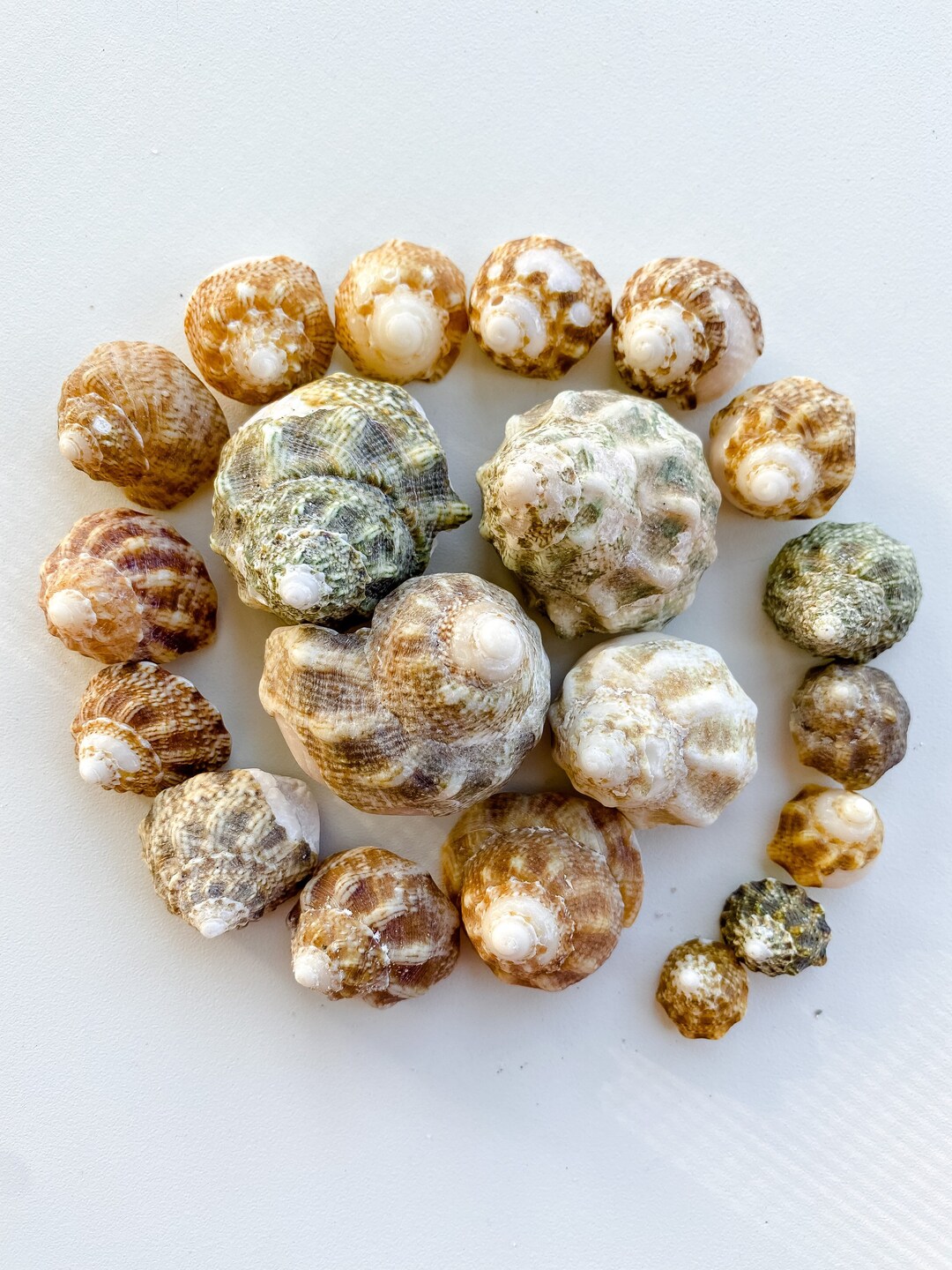 20 Wavy Green Star Turban Shells - Etsy
