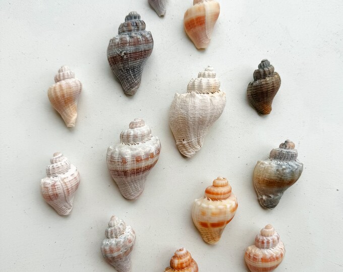 13 Juvenile King Crown Conch Shells - Etsy