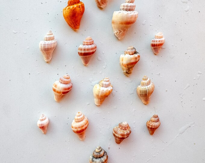 15 Juvenile King Crown Conch Shells - Etsy
