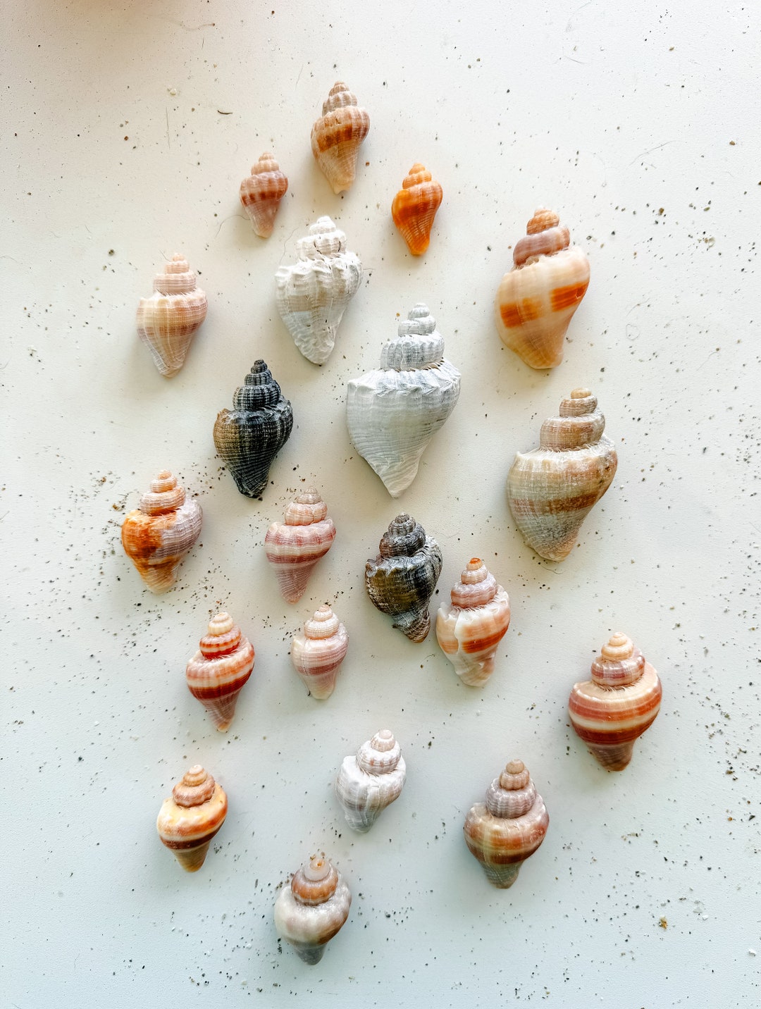 20 Juvenile King Crown Conch Shells - Etsy