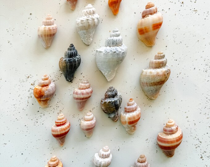 20 Juvenile King Crown Conch Shells - Etsy