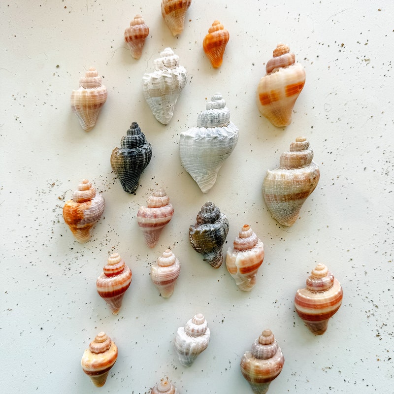 Shell Crown - Etsy