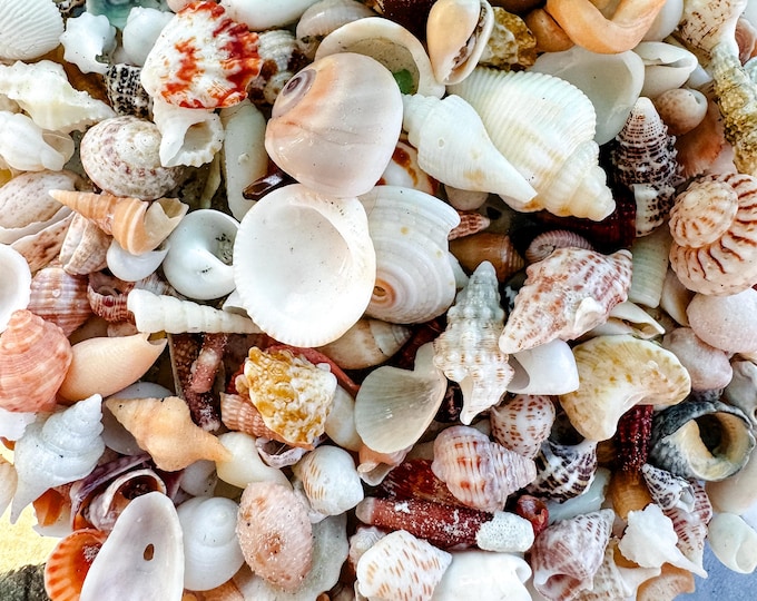 2oz Mystery Scoop of Mini Sea Shells From Either Sanibel Island ...