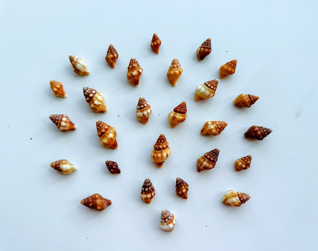 30 Chestnut Latirus Shells - Etsy