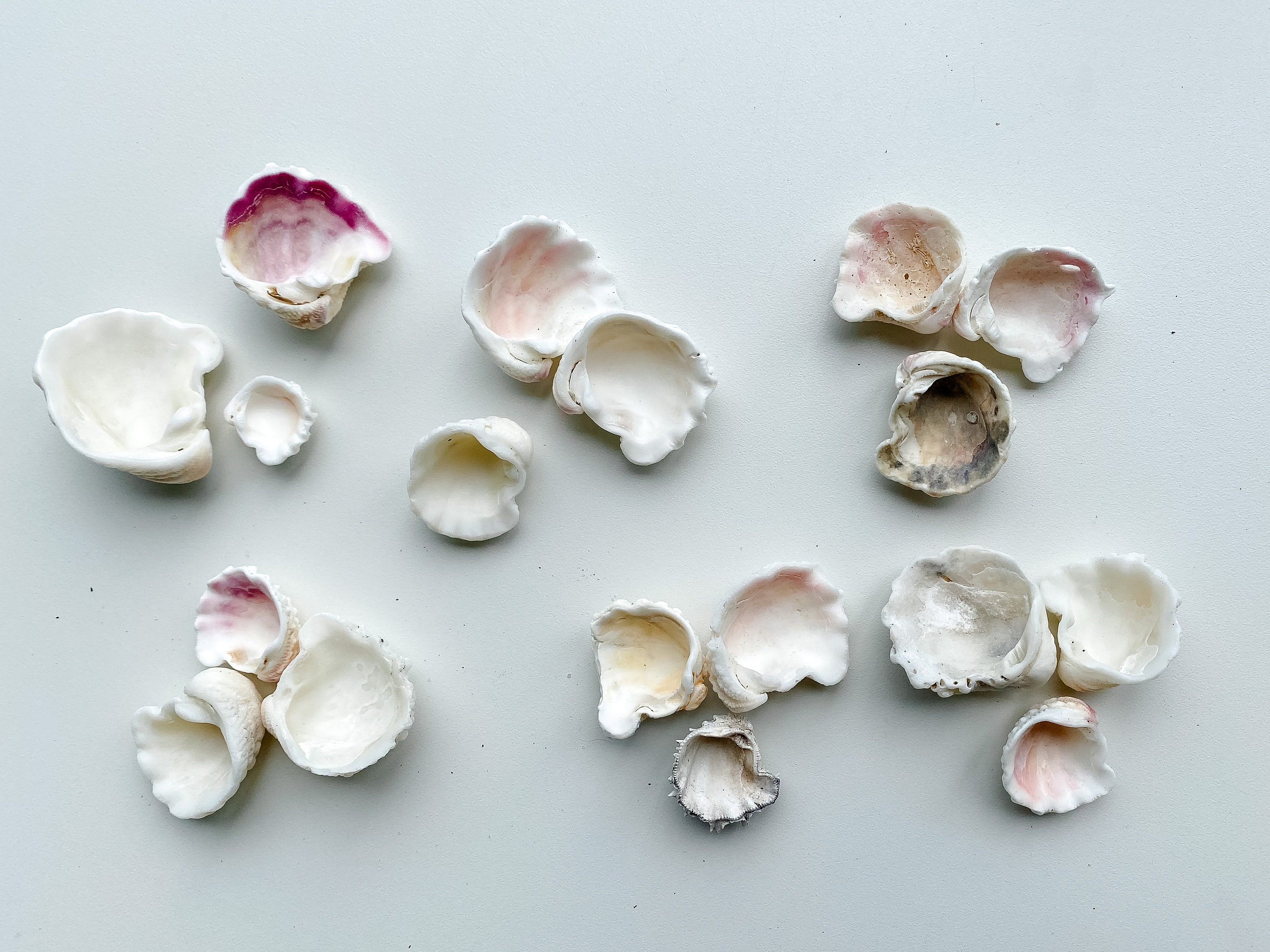 18 Spiny Jewel Box Shells - Etsy