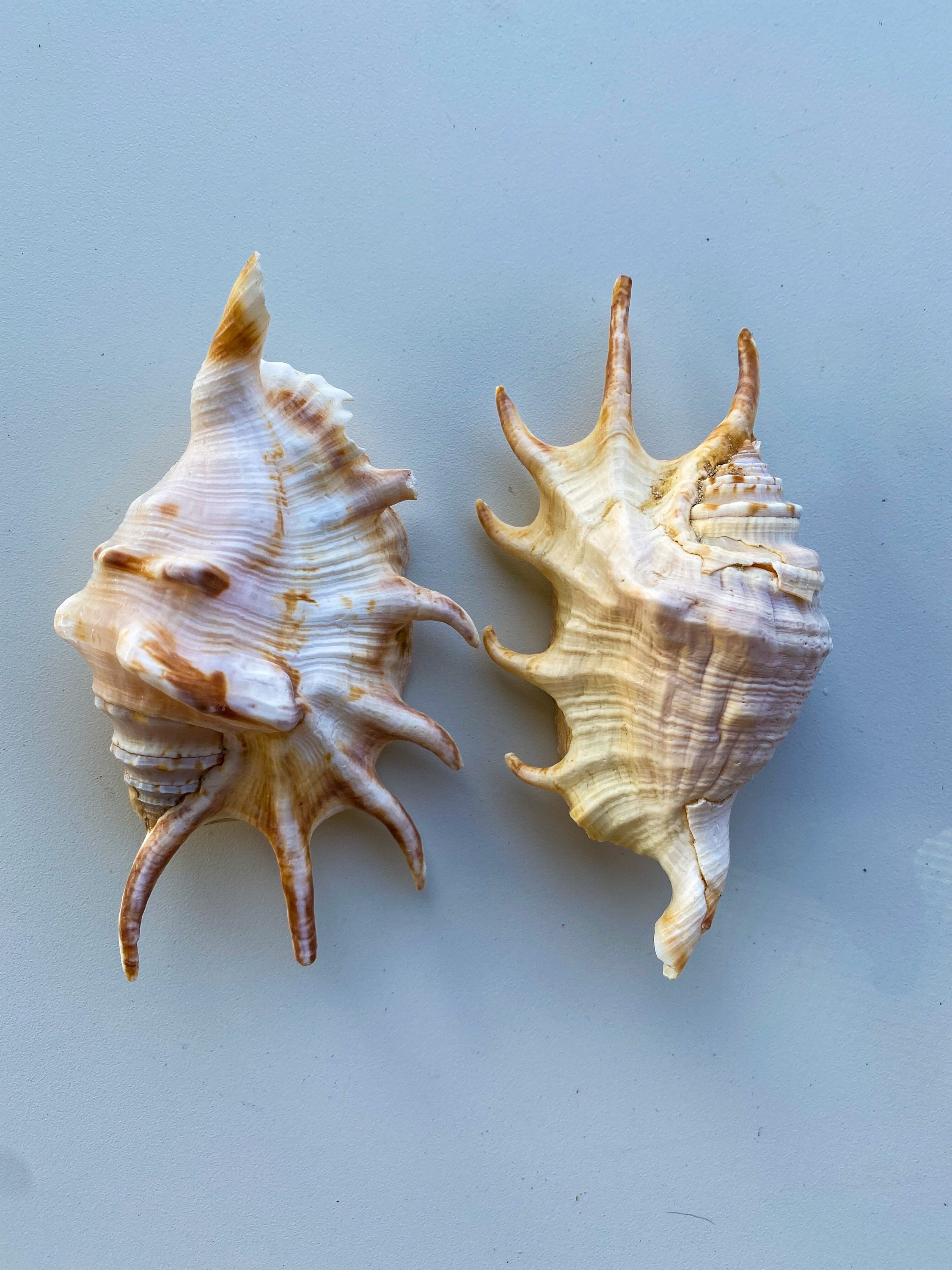 2 Spider Conch Shells - Etsy