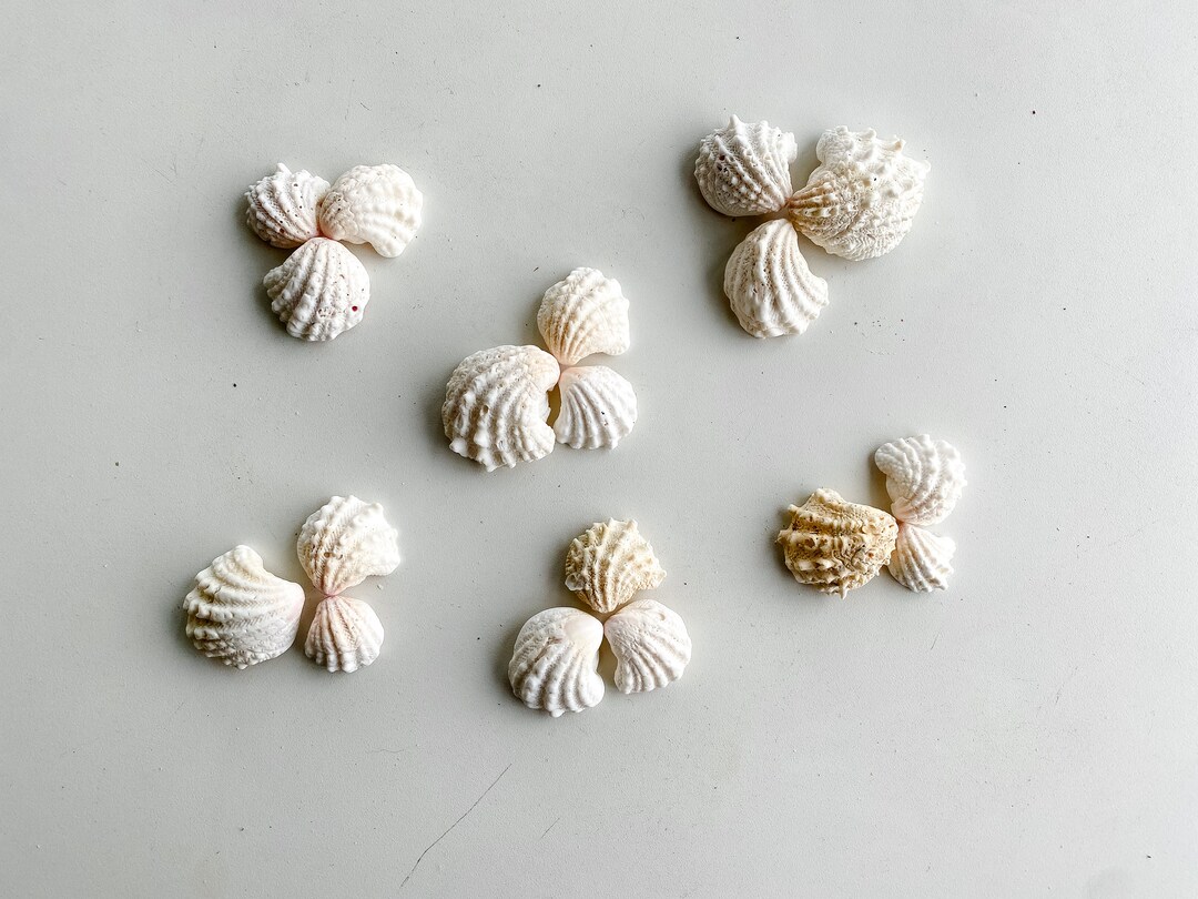 18 Spiny Jewel Box Shells - Etsy