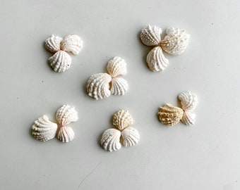 Florida Spiny Jewel Box Shells. 25 Shells Assorted. Beautiful Spiny ...