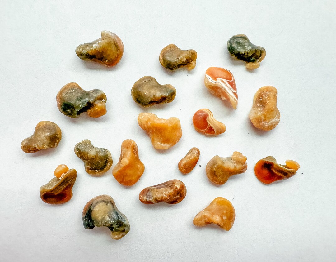 20 Otoliths L Inner Fish Ear - Etsy