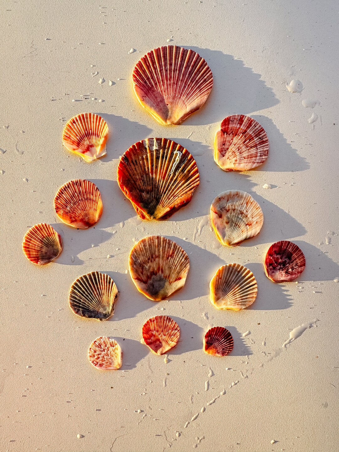 15 Florida Flat Scallop Shells - Etsy