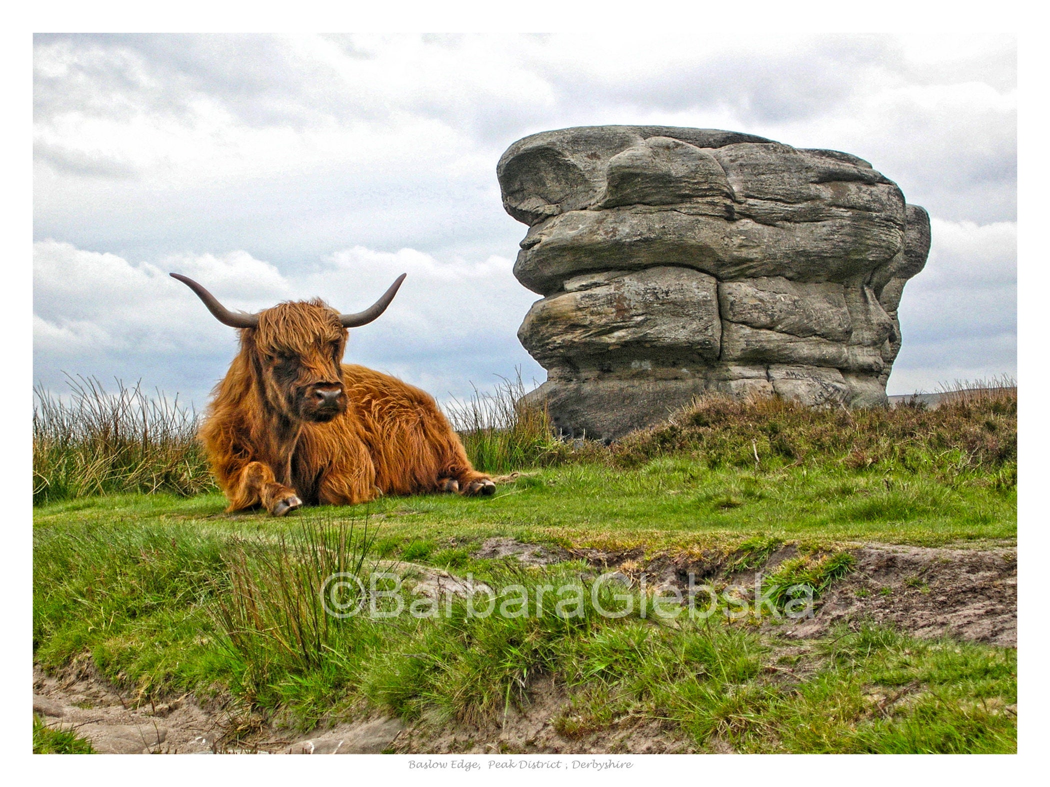 Peak District Art Print, Picture. Highland Cattle, Baslow Edge Poster ...