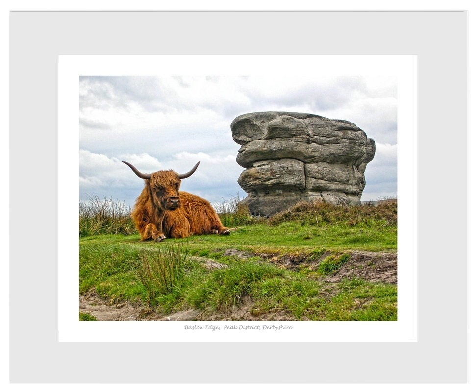 Peak District Art Print, Picture. Highland Cattle, Baslow Edge Poster ...