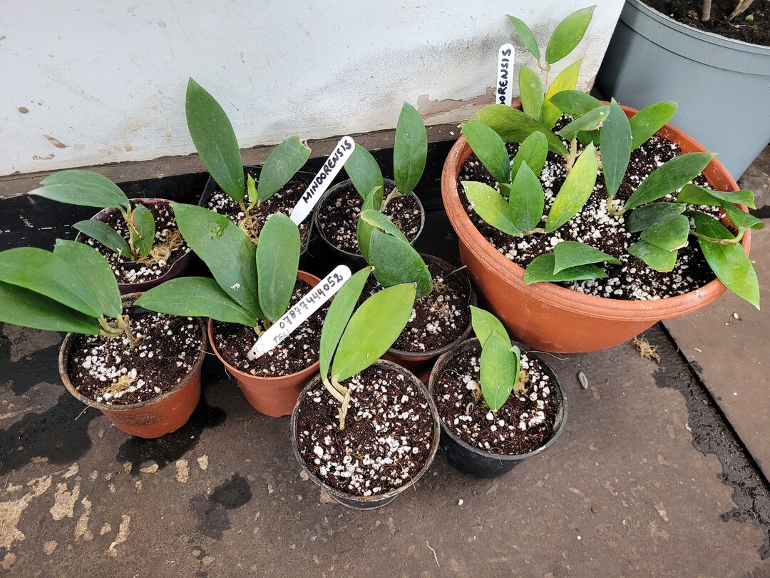 Hoya Mindorensis Small Rooted Plug, House Plant - Etsy UK