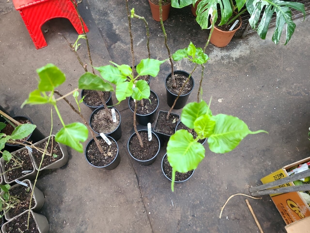 Ficus Religiosa Pipple/peepal /bodhi Love Tree 2-3 Feet in - Etsy UK