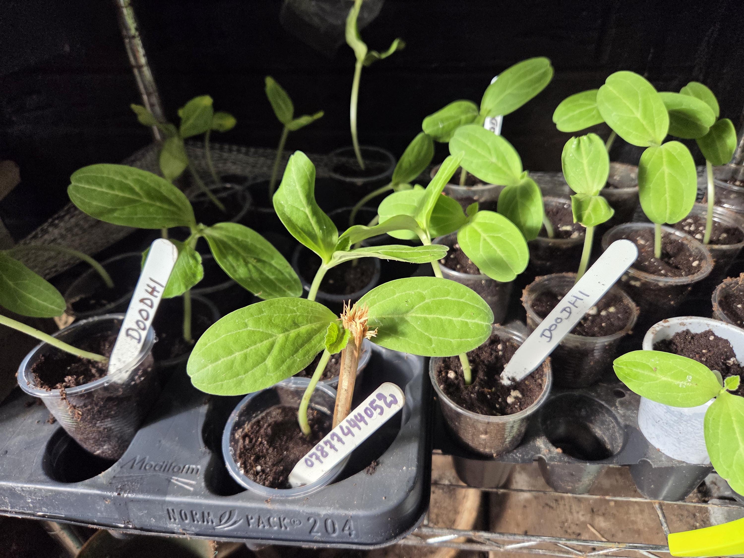 5 X Dudhi/bottle Gourd , Small Seedling Plants, May Be Mixed With Other ...