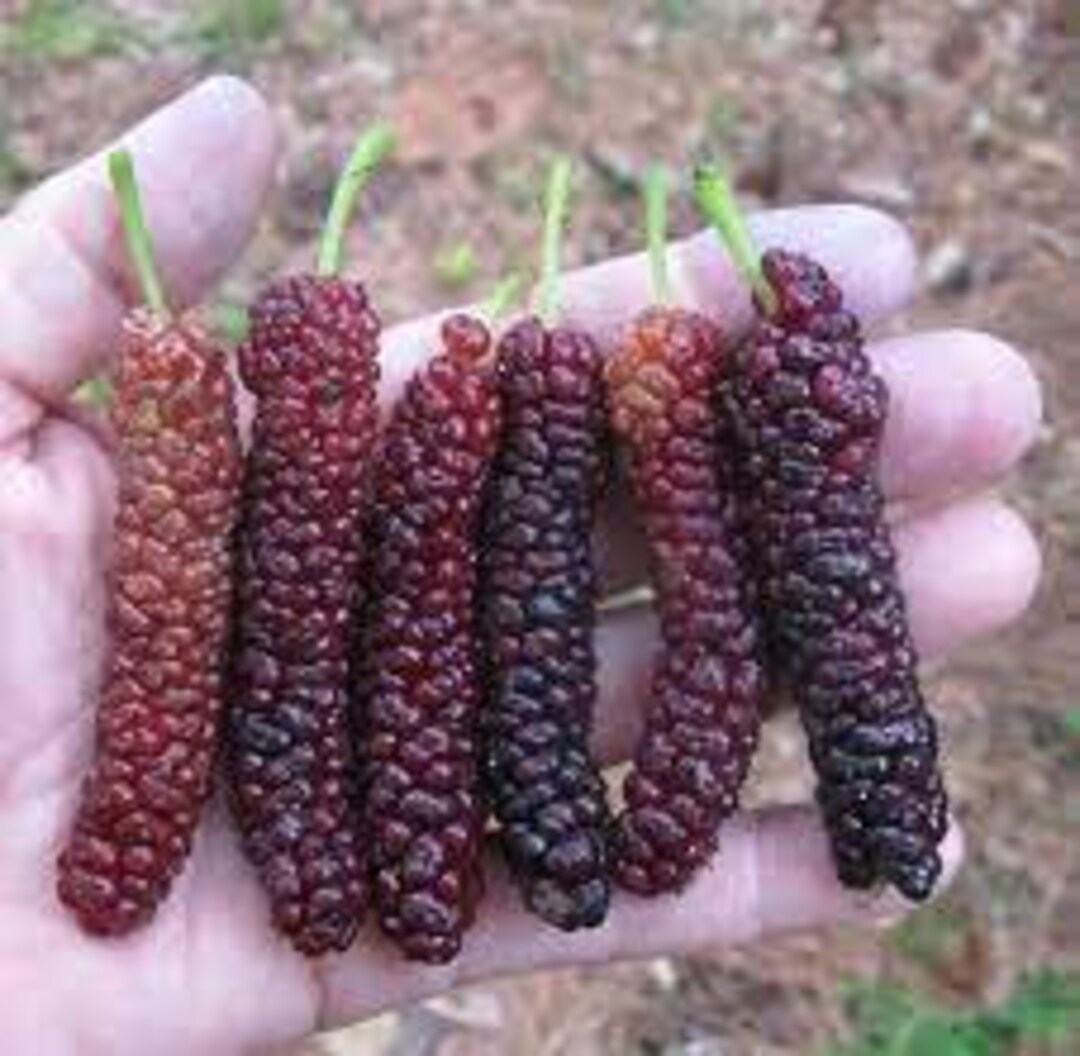 Morus Nigra Shahtoot Black Mulberry 2'' Long Fruit , Hardy, 45-55cm ...