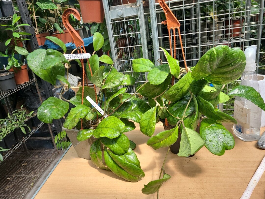 Hoya Viola Large Mother Plant in Basket - Etsy