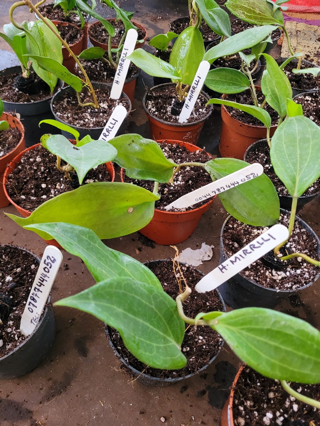 Hoya Mirrlli , Small Well Rooted Plug, House Plant - Etsy UK