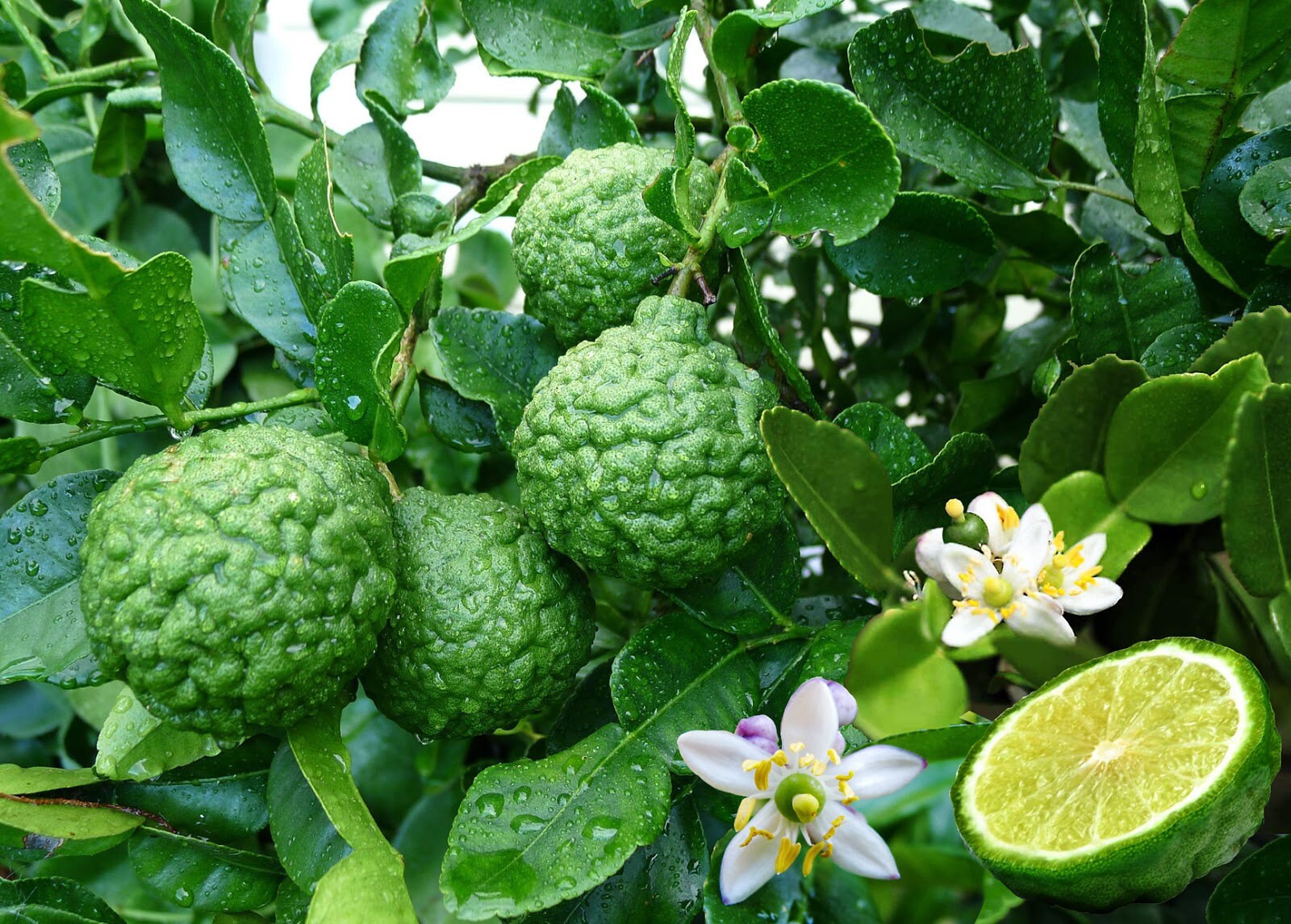 Kaffir Lime Flower