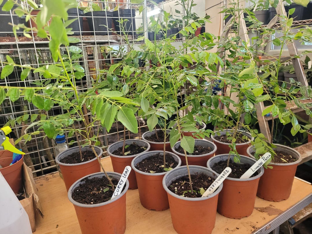 Curry Leaf Plant, Limmdi Patta, Murraya Koiengii , Sweet Neem, Large ...