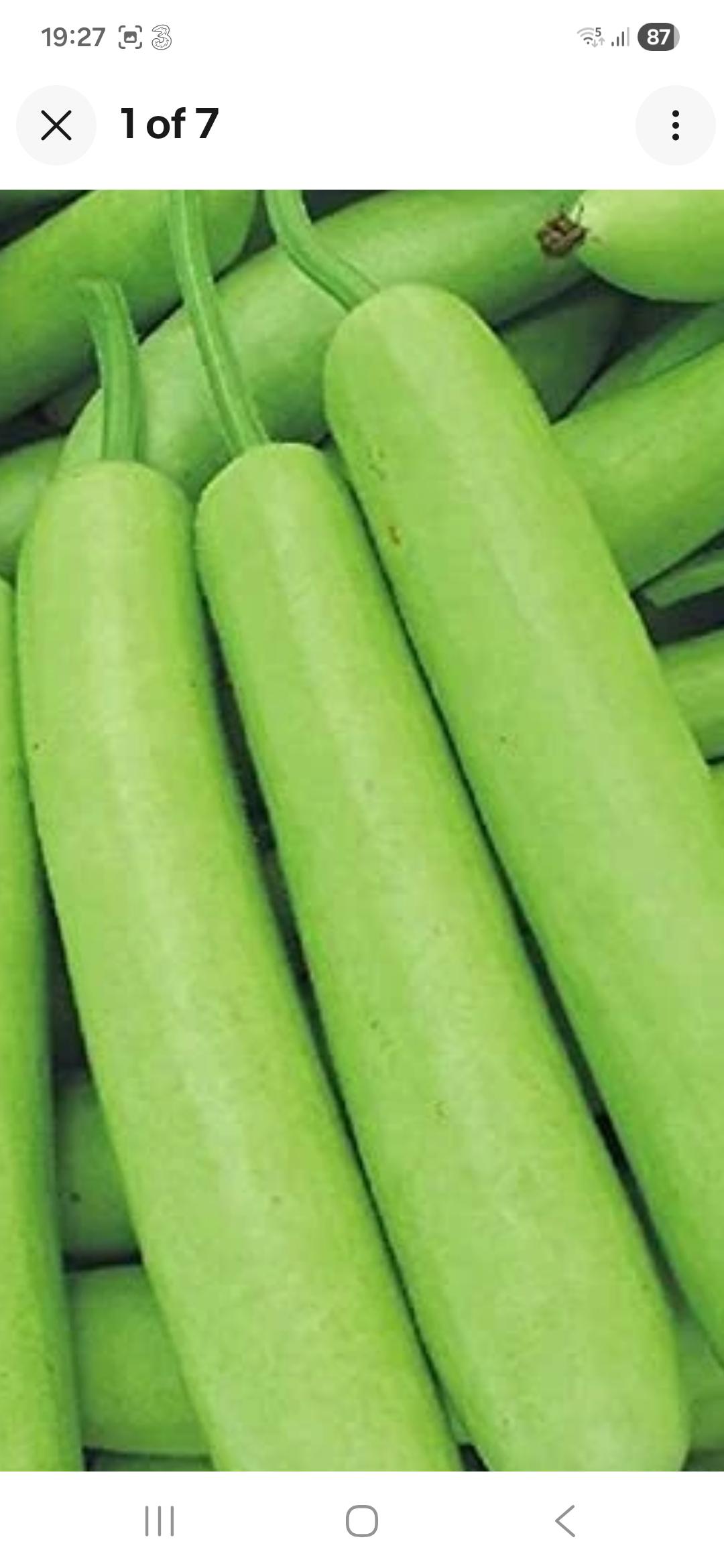 5 X Dudhi/bottle Gourd , Small Seedling Plants, May Be Mixed With Other ...