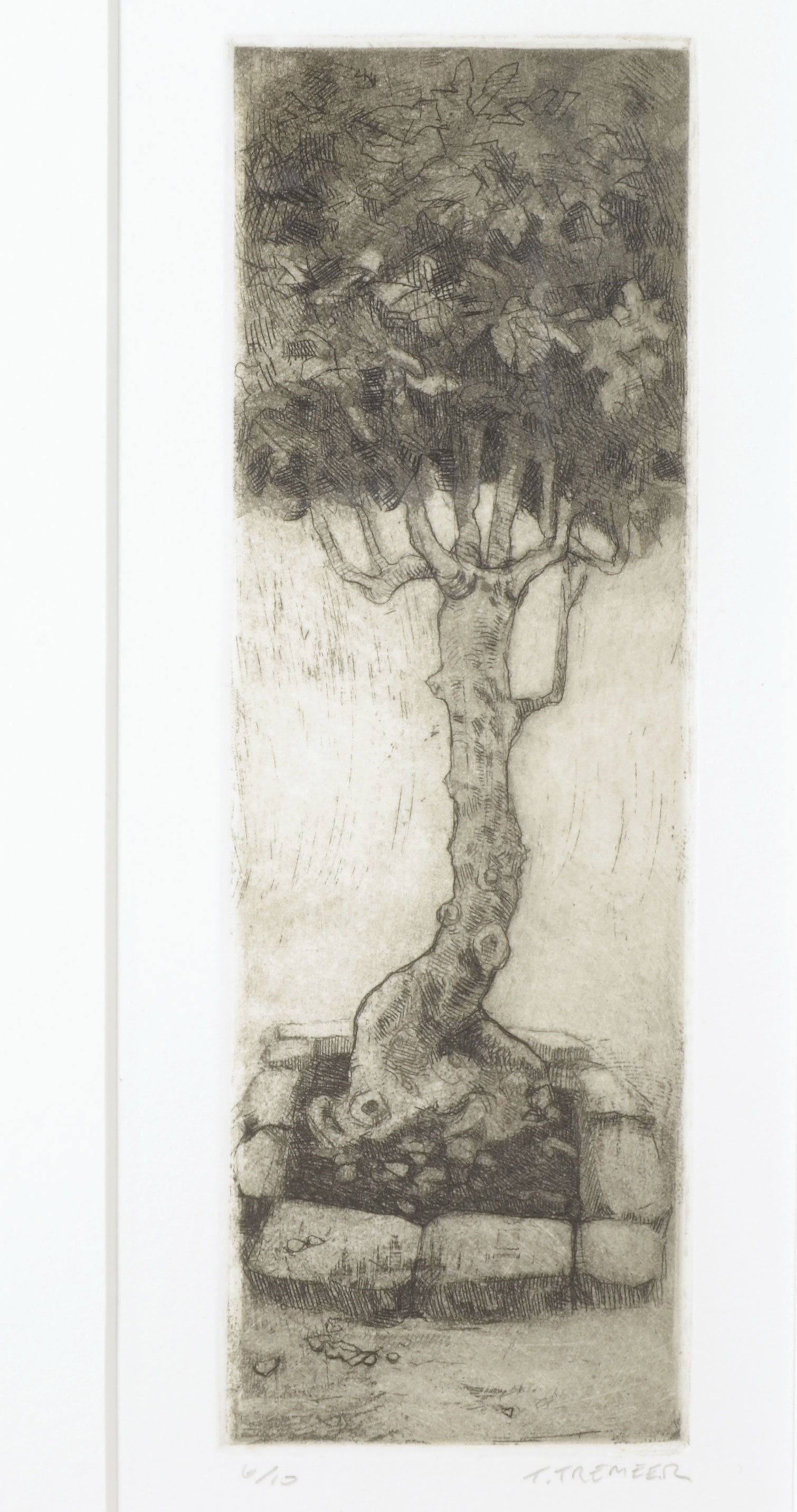 Teak Tree Drawing